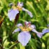 Everything You Need to Know About Blue Iris Flowers