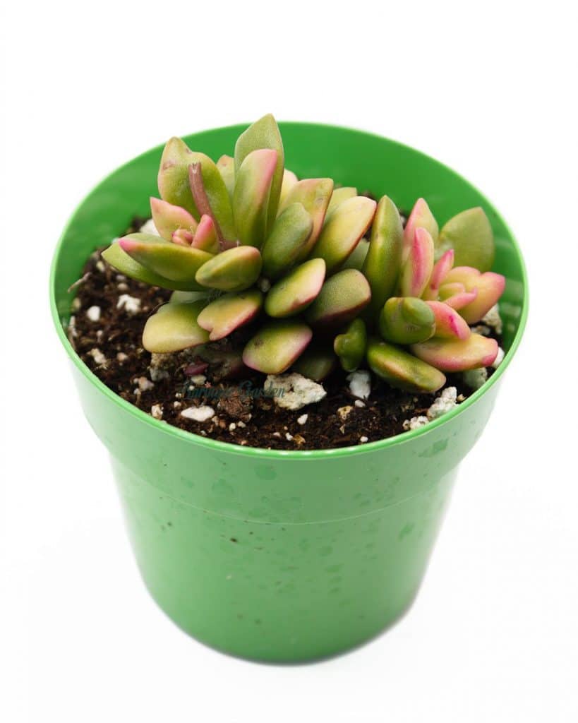 Anacampseros Rufescens: The Complete Guide to Care, Propagation, and Bloom