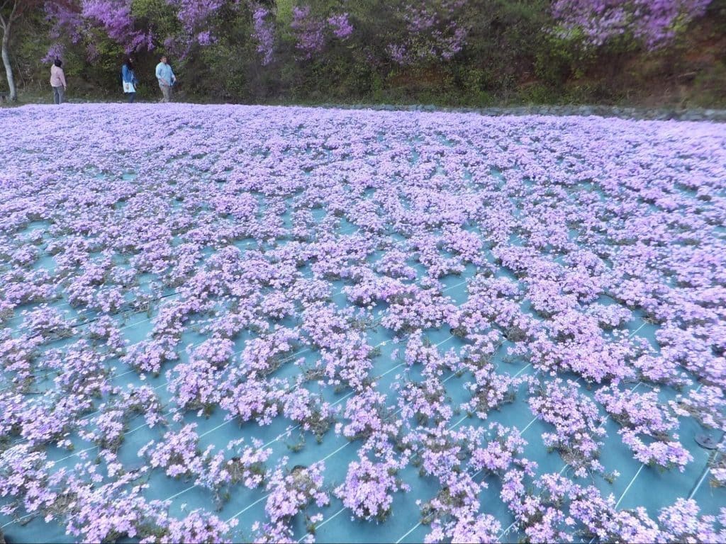 Everything You Need to Know About Blue Iris Flowers
