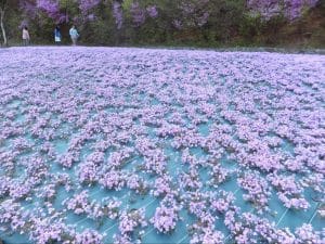 Everything You Need to Know About Blue Iris Flowers