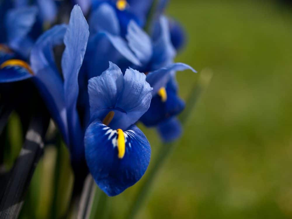 Everything You Need to Know About Blue Iris Flowers
