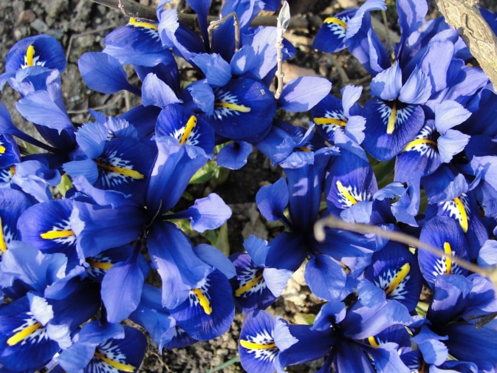Everything You Need to Know About Blue Iris Flowers