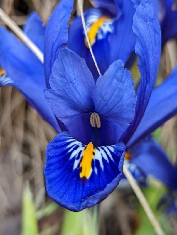 Everything You Need to Know About Blue Iris Flowers