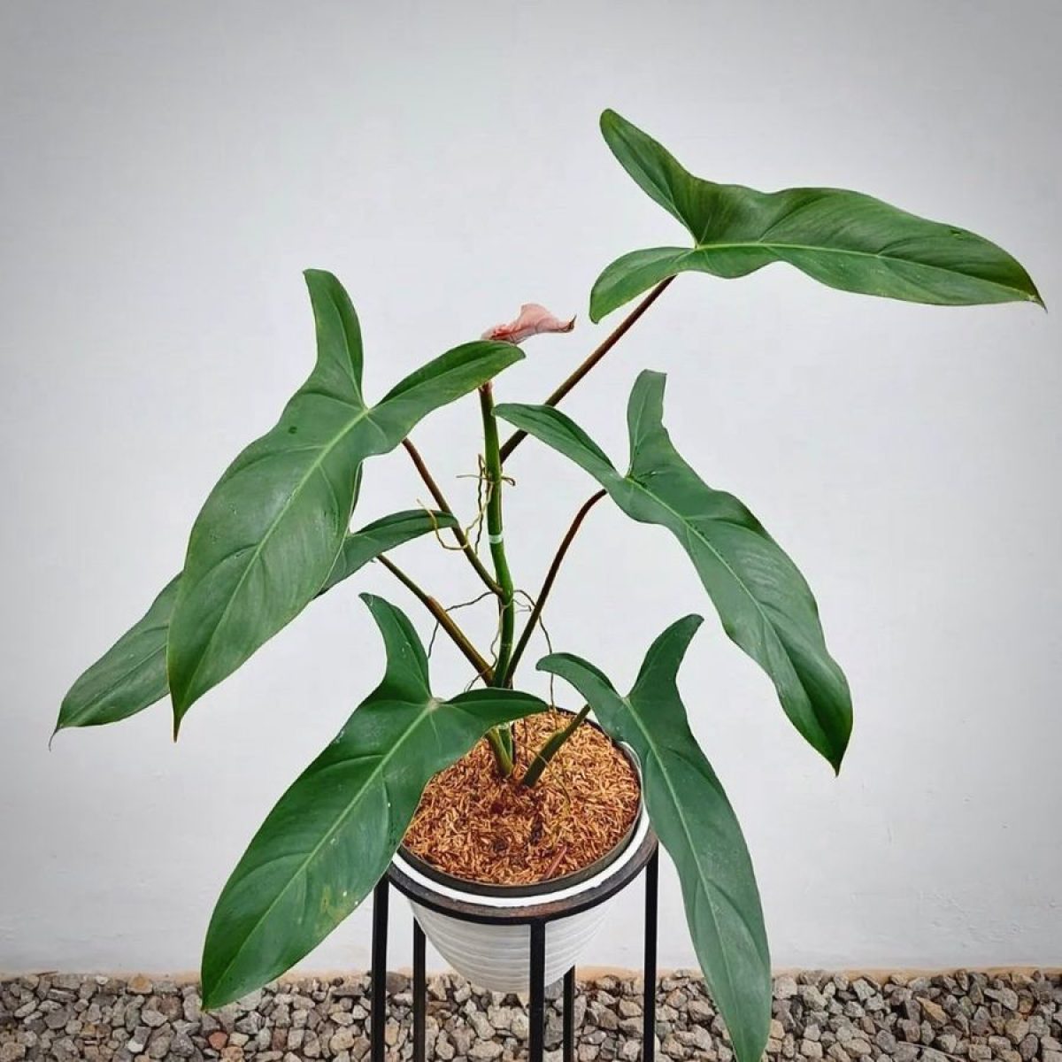 Indoor Philodendron Care